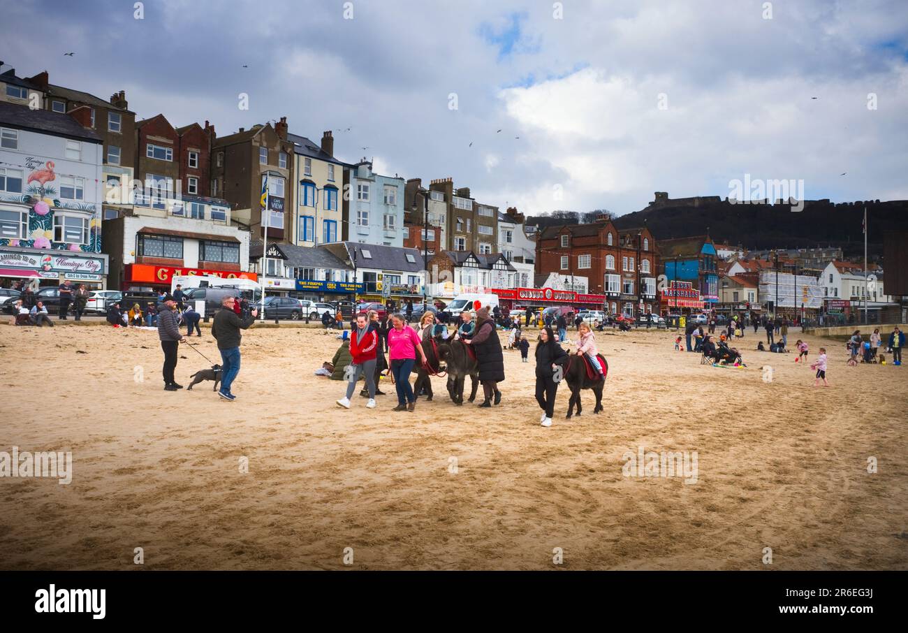 Seaside donkey rides on Scarborough beach Stock Photo - Alamy