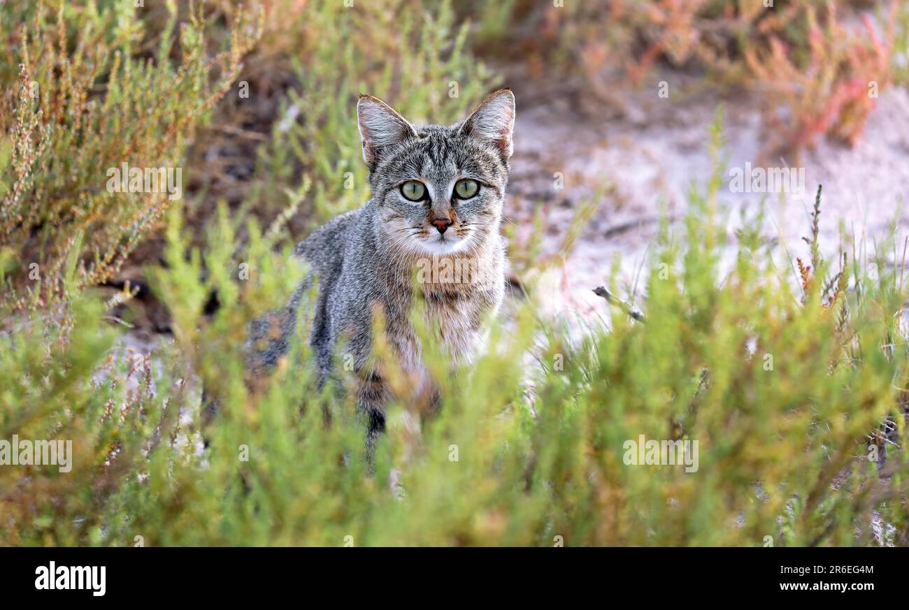 African wild cat (Felis silvestris), Etosha National Park, Namibia ...