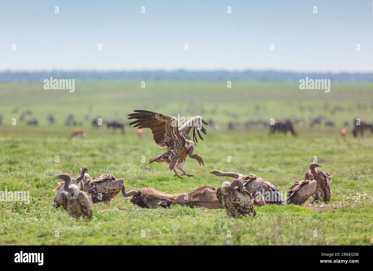 Scavenging vultures over a wildebeest carcass in the Serengeti National ...