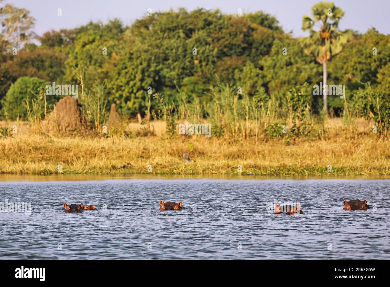 Hippos (Hippopotamus amphibius) in Shire river, Liwonde National Park ...