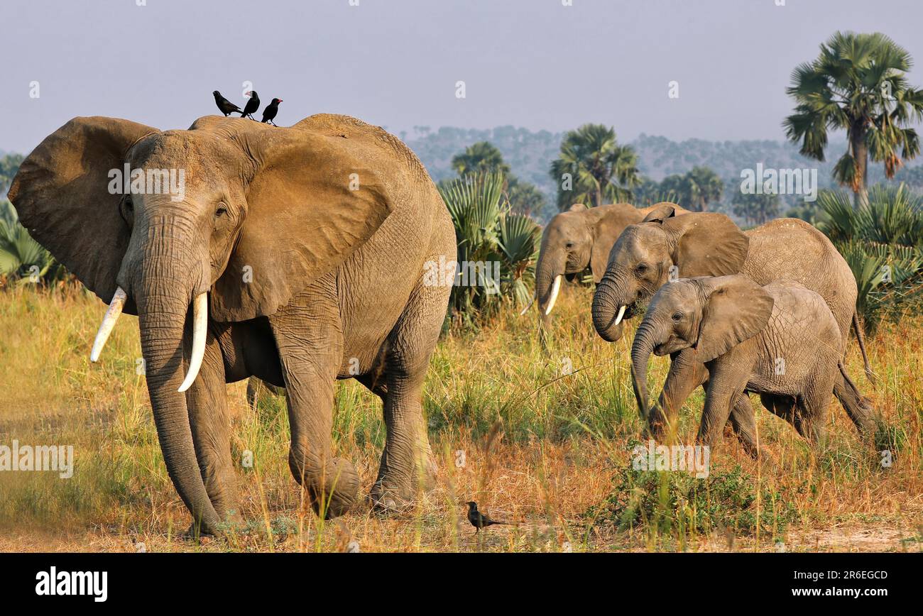 African elephant waterfall hi-res stock photography and images - Alamy
