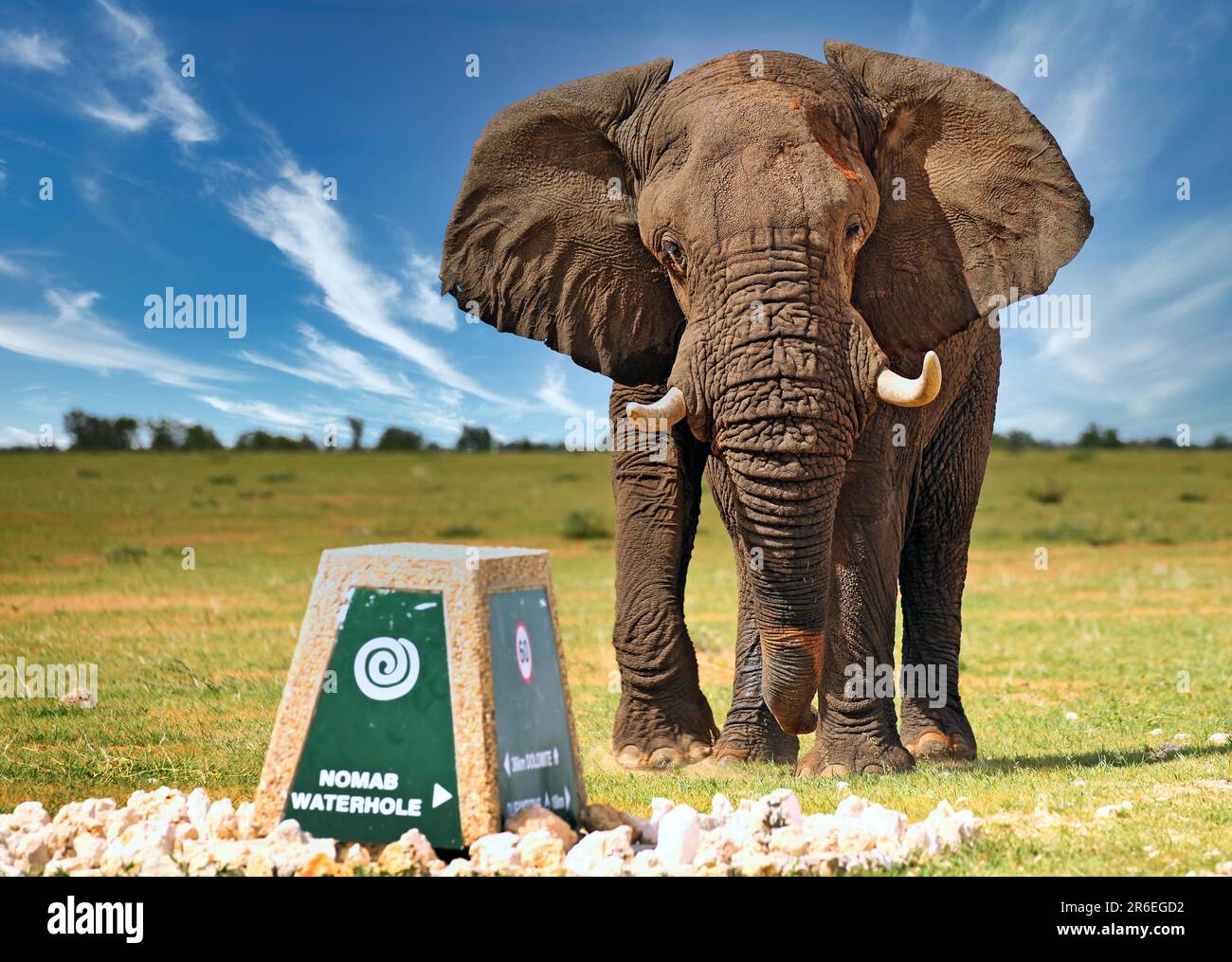 Elephant attacks signpost, Etosha, Namibia, african elephant (Loxodonta ...