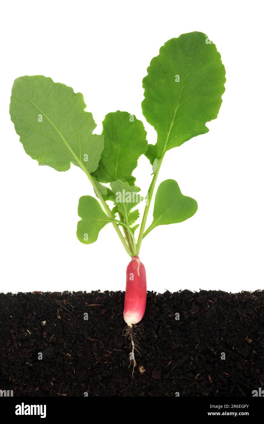 Radish vegetable plant with roots growing in earth. Cross section view ...