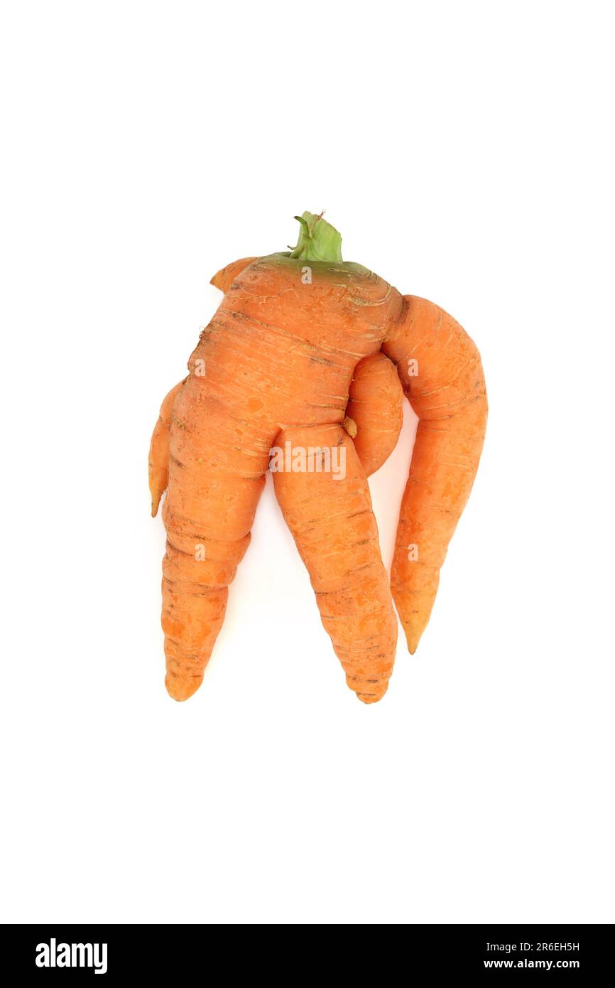 Twisted and deformed ugly carrot vegetable on white background. Caused ...