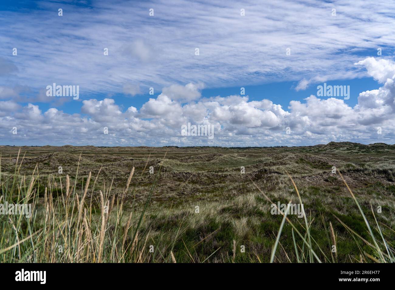 A dry clearing in Nationalpark Thy in Denmark Stock Photo - Alamy