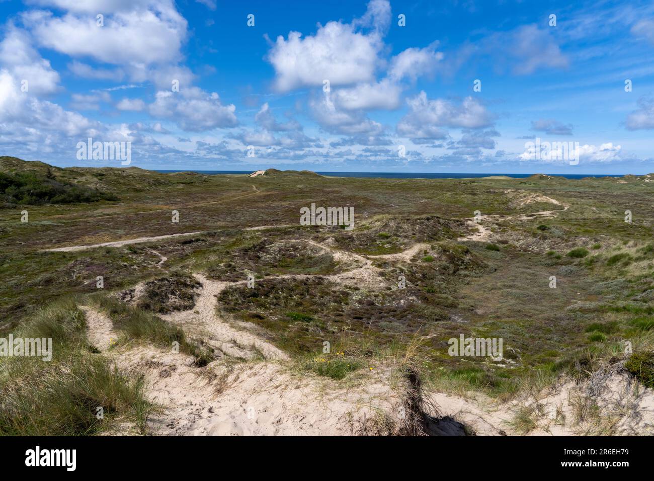 A dry clearing in Nationalpark Thy in Denmark Stock Photo - Alamy