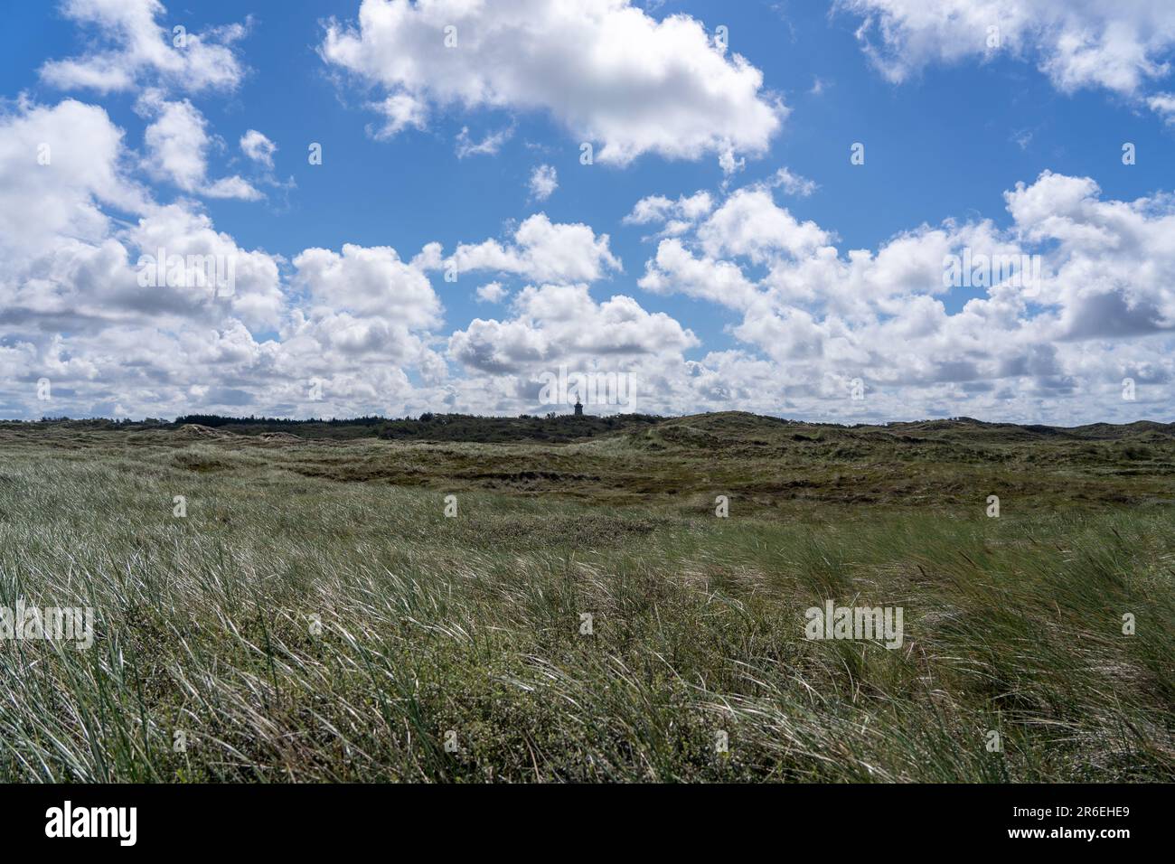 A dry clearing in Nationalpark Thy in Denmark Stock Photo - Alamy