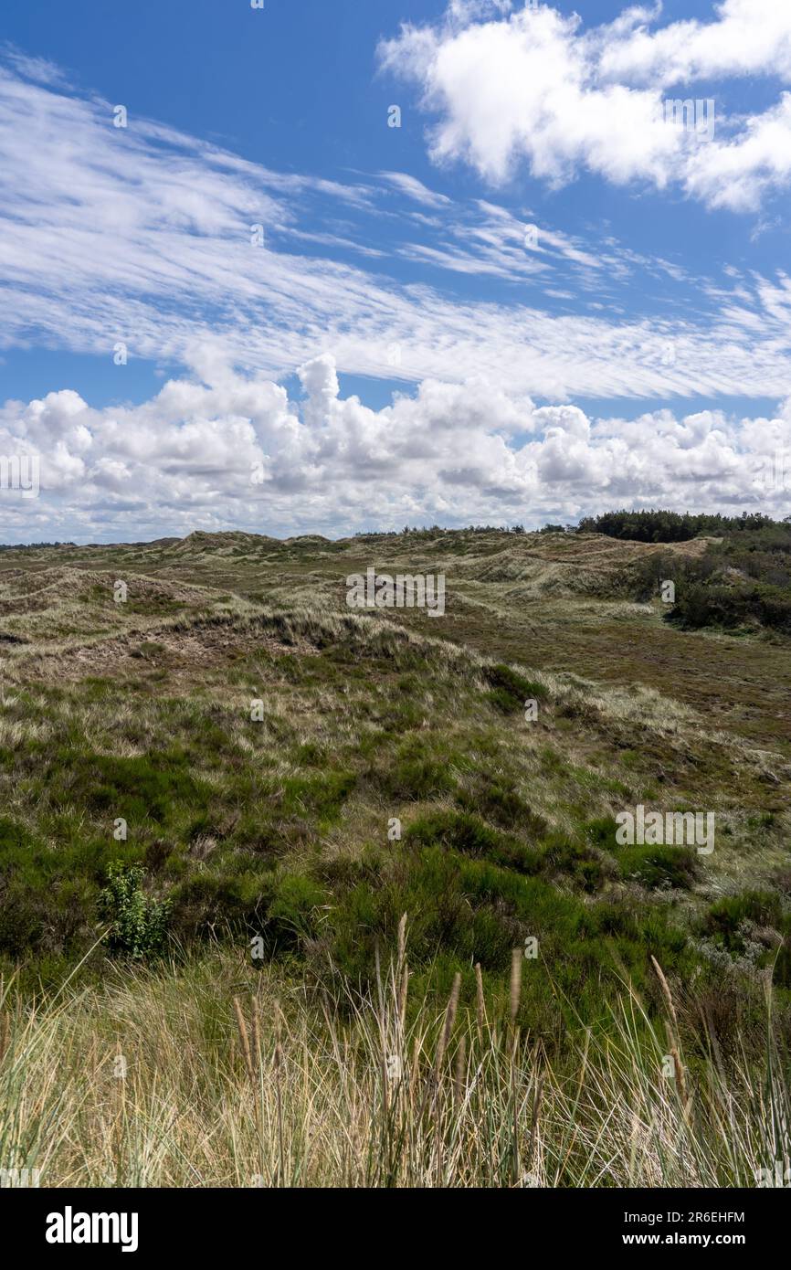 A dry clearing in Nationalpark Thy in Denmark Stock Photo - Alamy