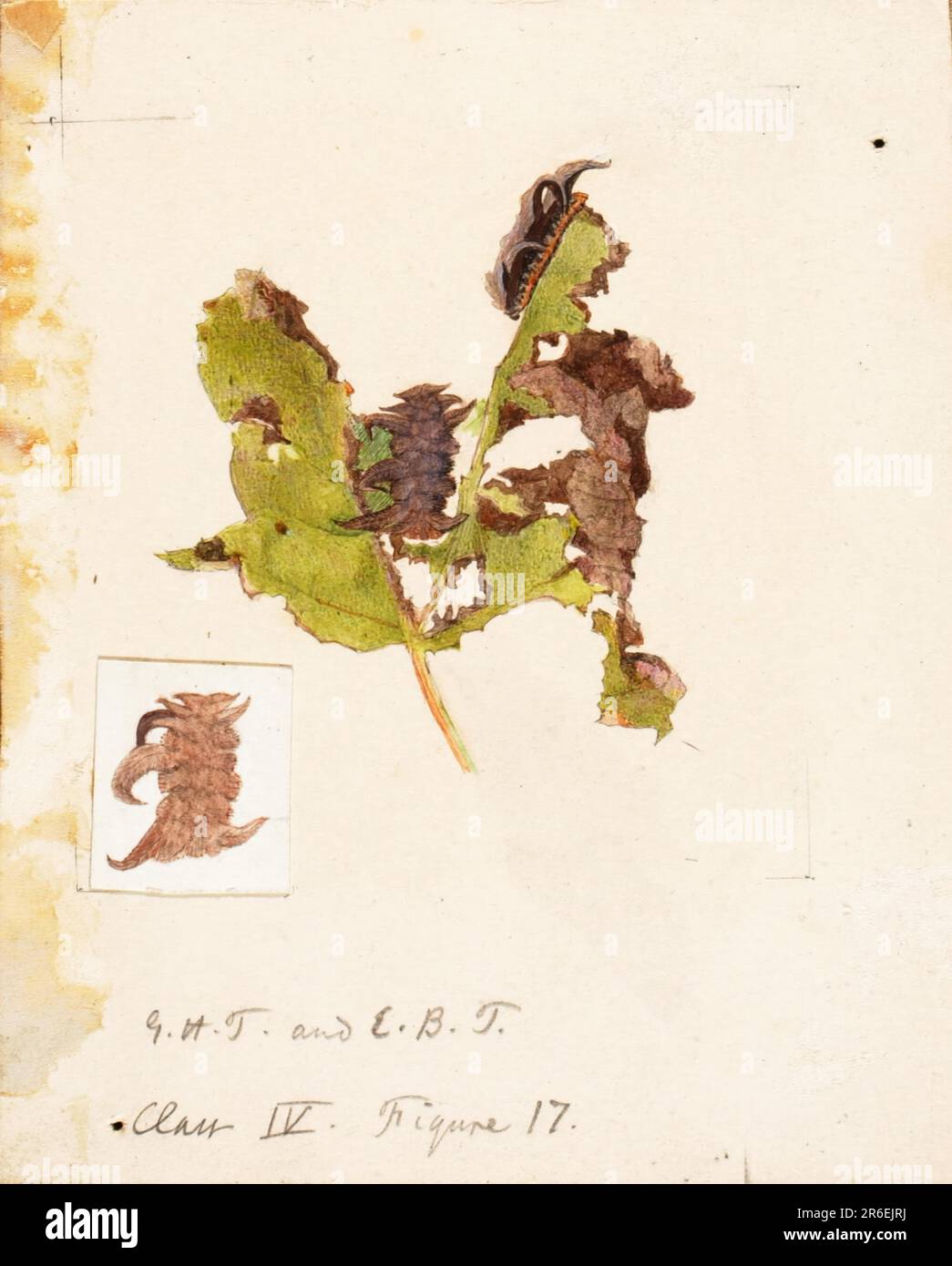 Crumpled Leaf Caterpillar, study for book Concealing Coloration in the ...