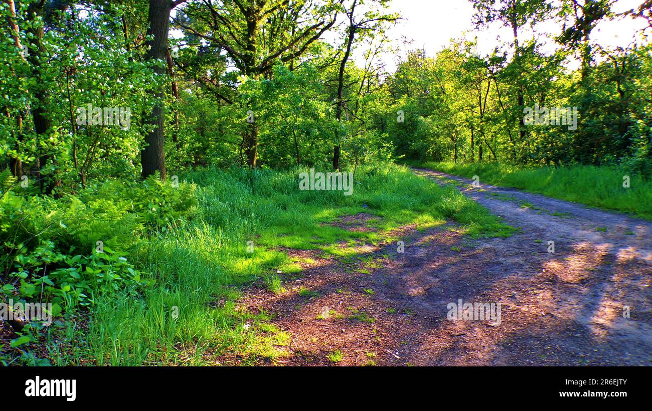 Adventure forest hi-res stock photography and images - Alamy