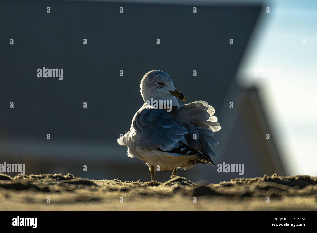 Bird feather grooming hi-res stock photography and images - Alamy