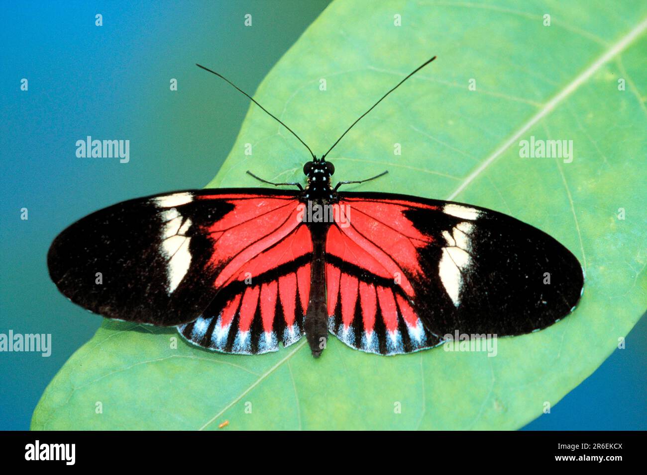 Postman butterfly (Heliconius melpomene Stock Photo - Alamy