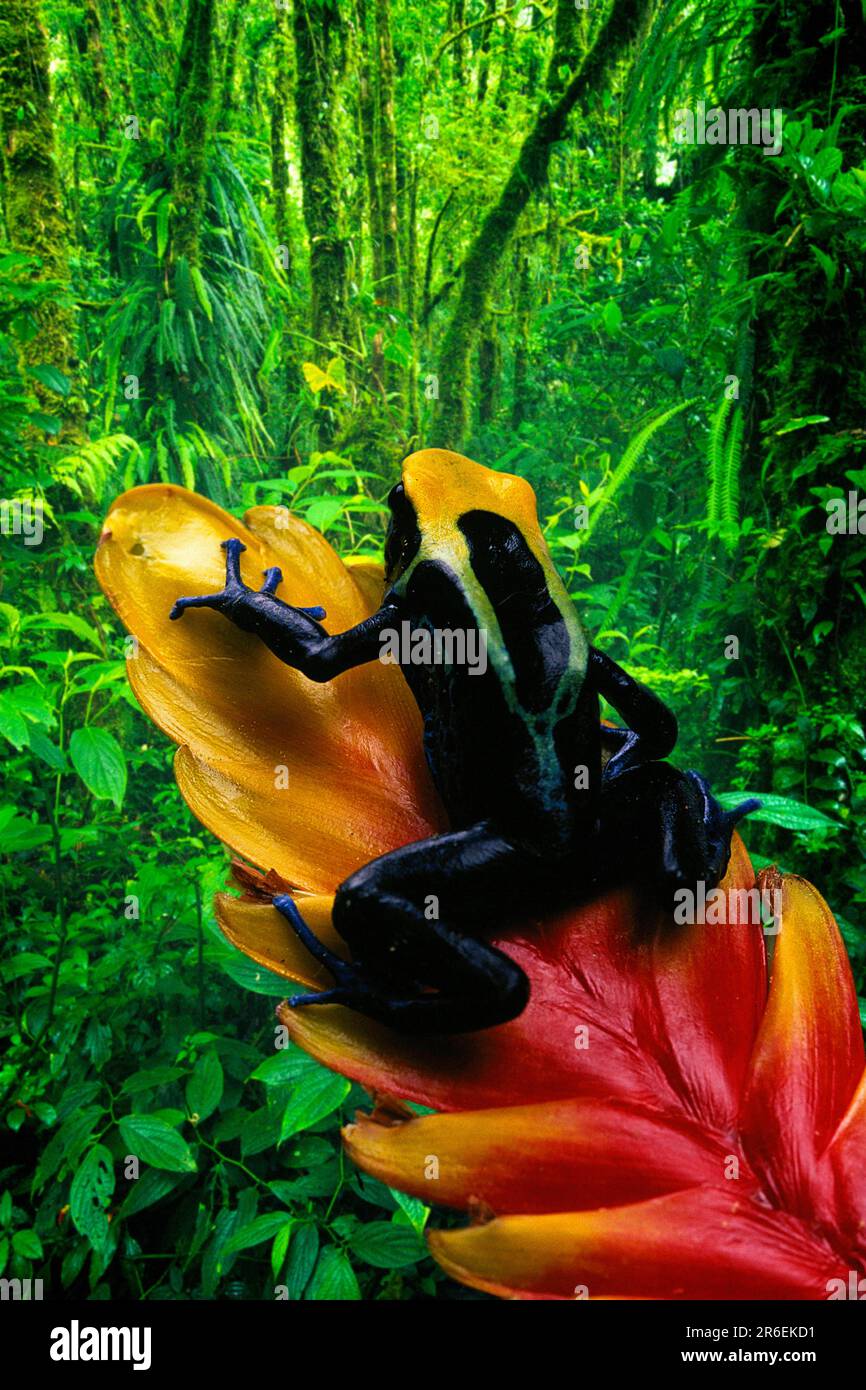 Poison Arrow Frog (Dendrobates tinctorius), poison frog, poison dart ...