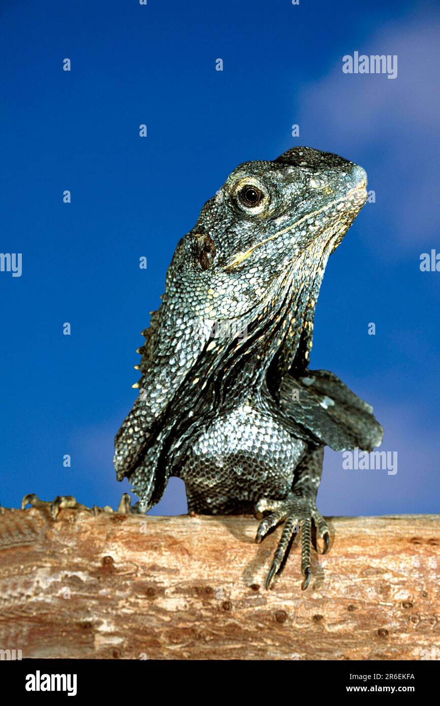 Frilled Lizard Standing