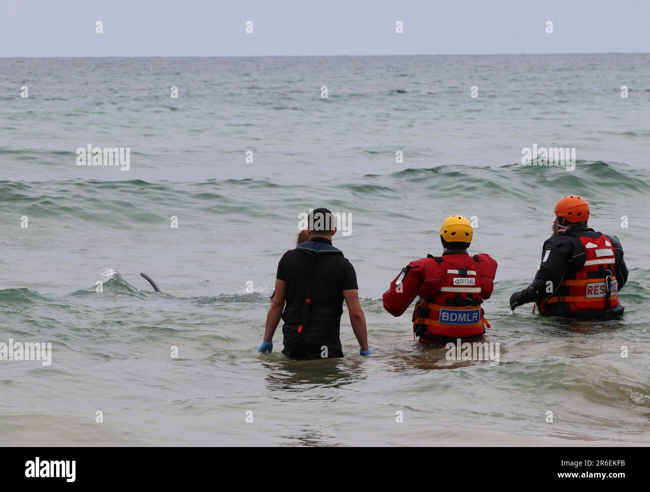 Dolphin rescue, Fraserburgh Stock Photo - Alamy