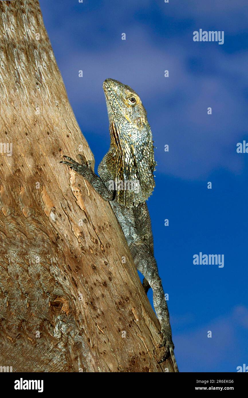 Frill-necked lizard (Chlamydosaurus kingii), agamids Stock Photo - Alamy