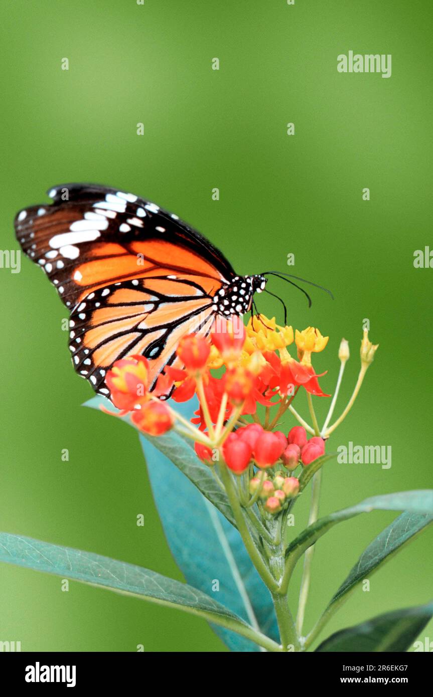 Butterfly sideways hi-res stock photography and images - Alamy