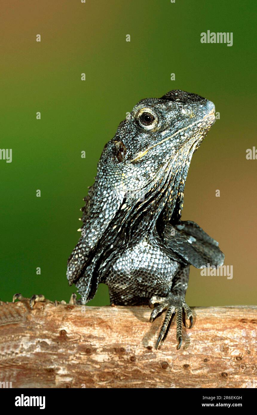 Frill-necked lizard (Chlamydosaurus kingii), agamids Stock Photo - Alamy