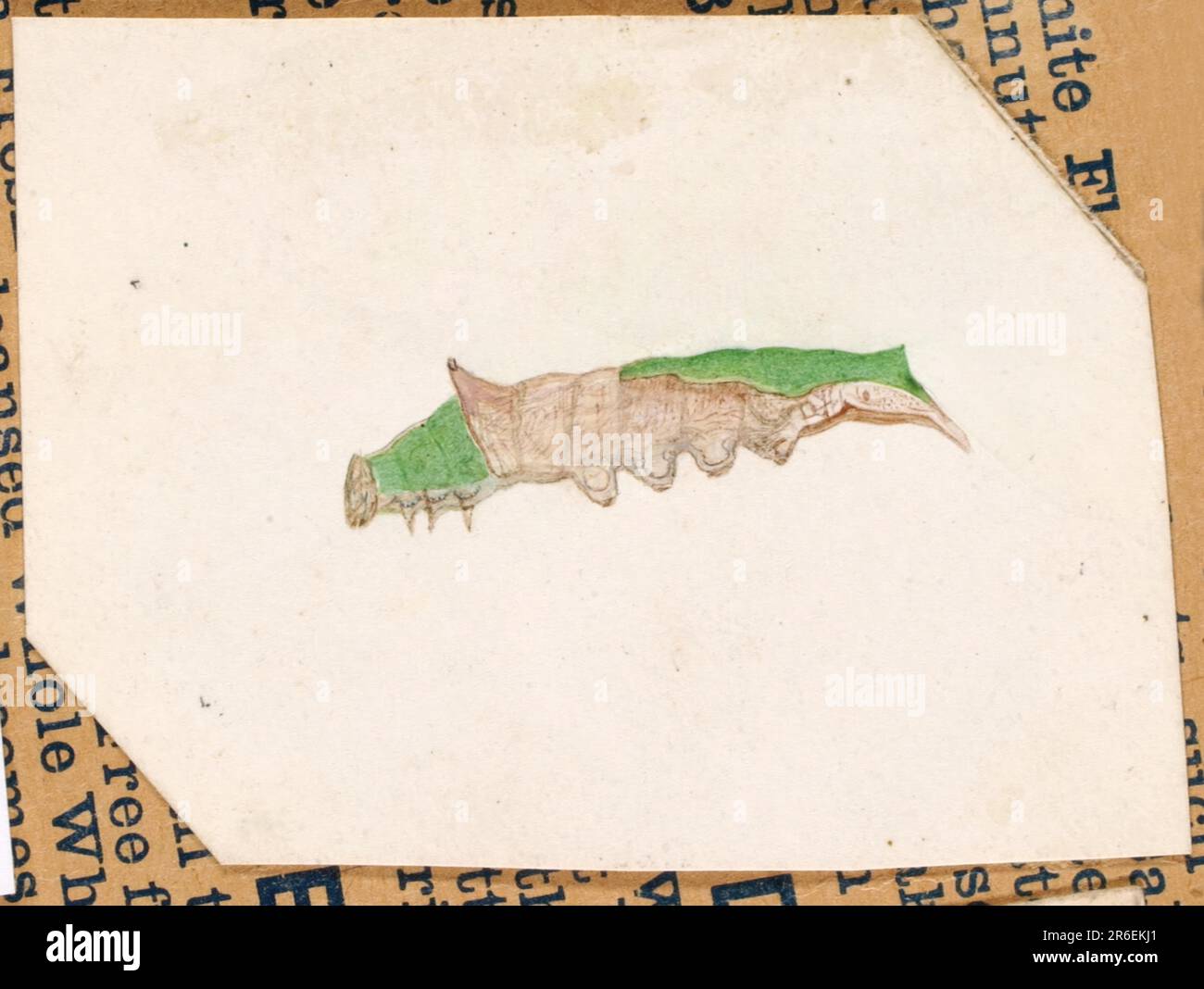 Oak Leaf Edge Caterpillar, study for book Concealing Coloration in the ...