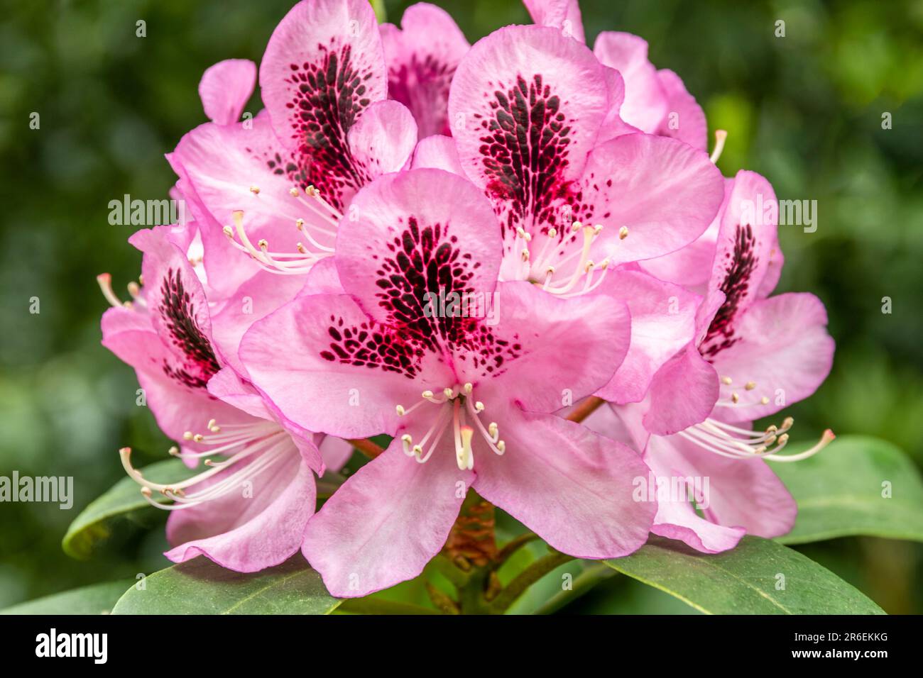 A single pink Rhododendron bloom Stock Photo - Alamy