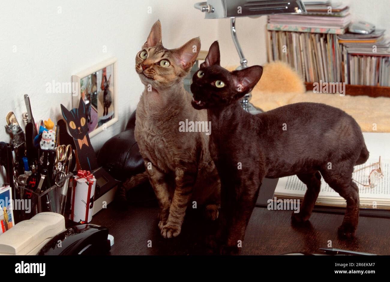 Devon Rex Cats Stock Photo - Alamy