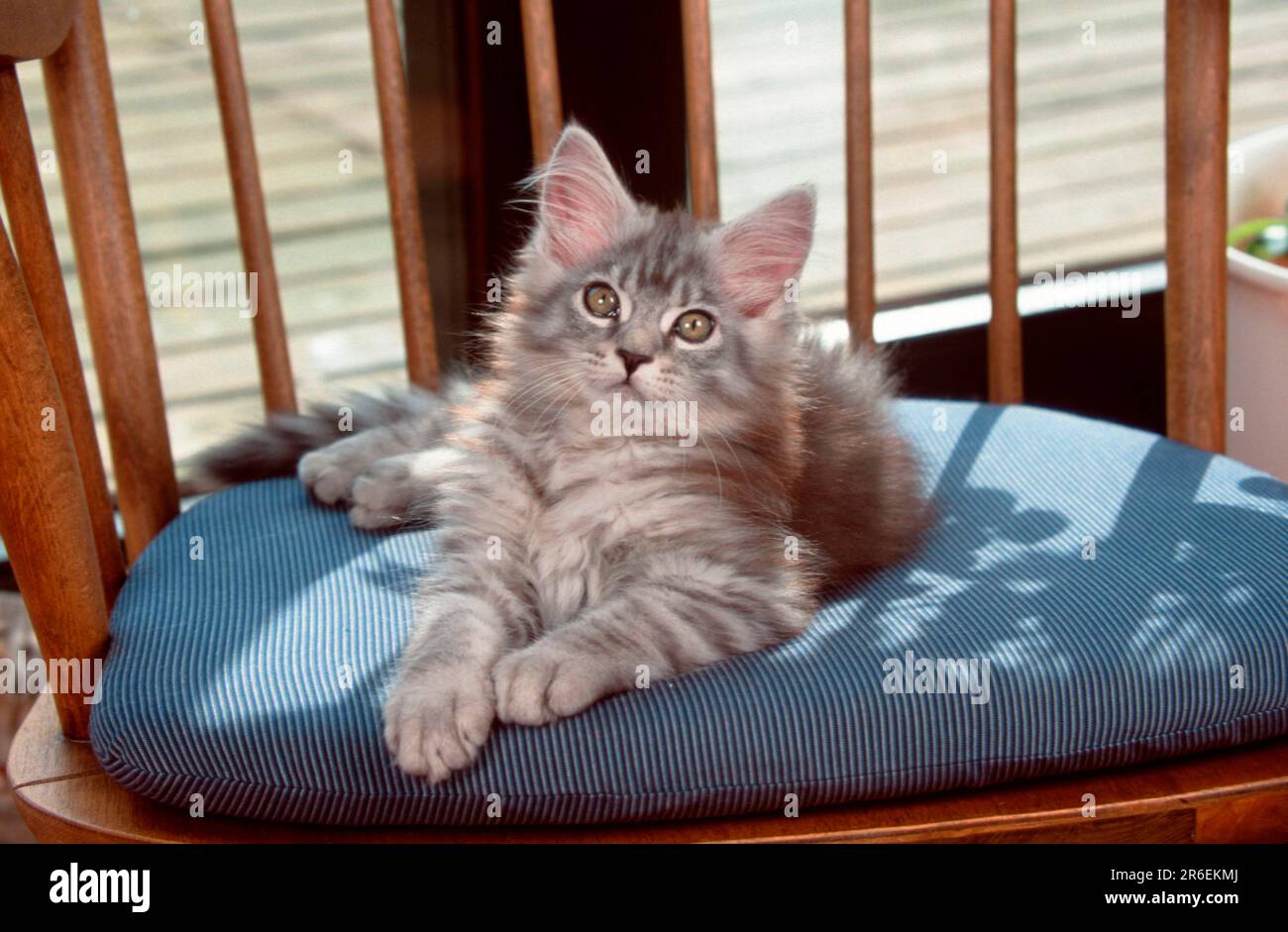 Maine Coon Cat, Kitten, Chair Stock Photo - Alamy