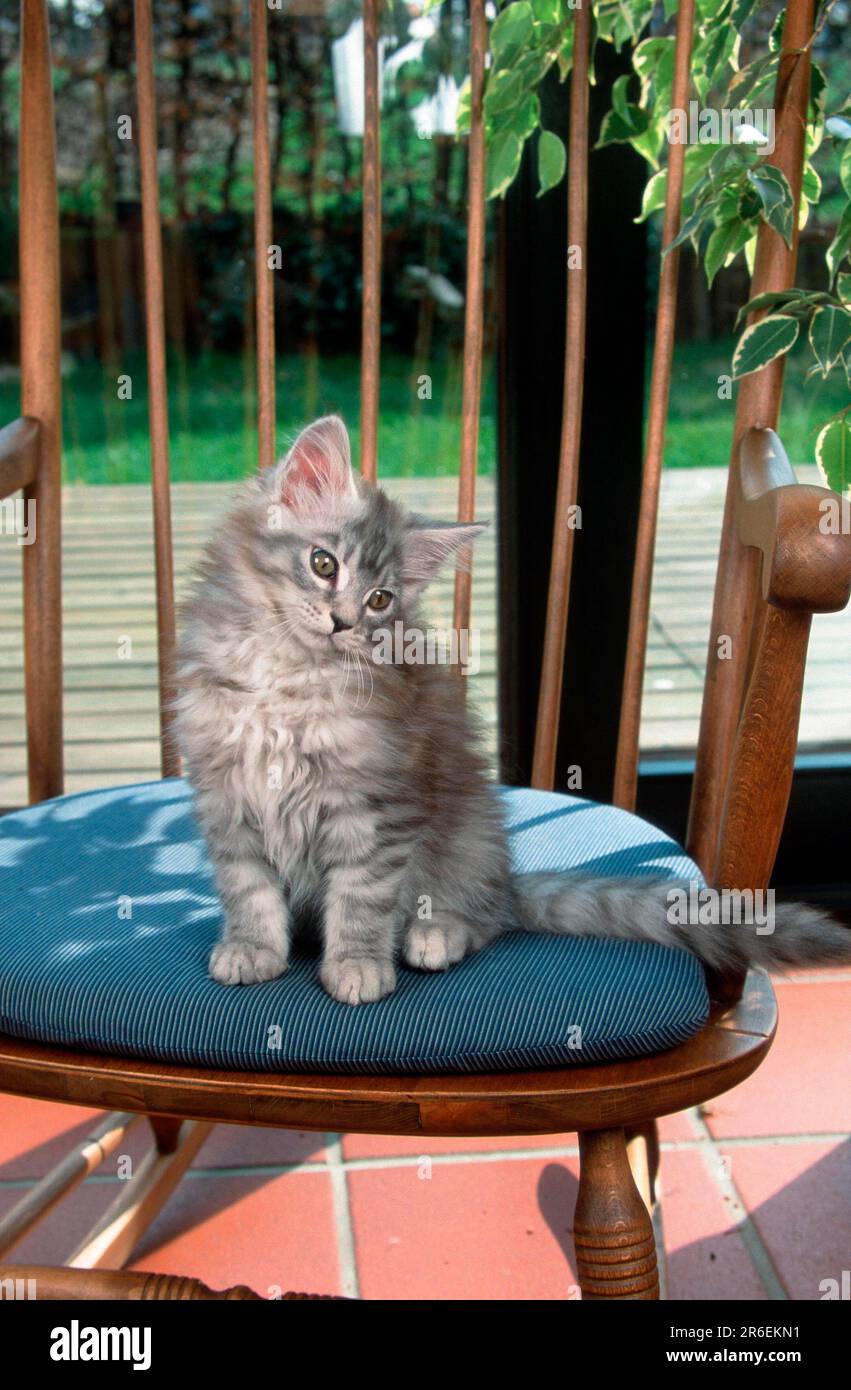 Maine Coon Cat, Kitten, Chair Stock Photo - Alamy