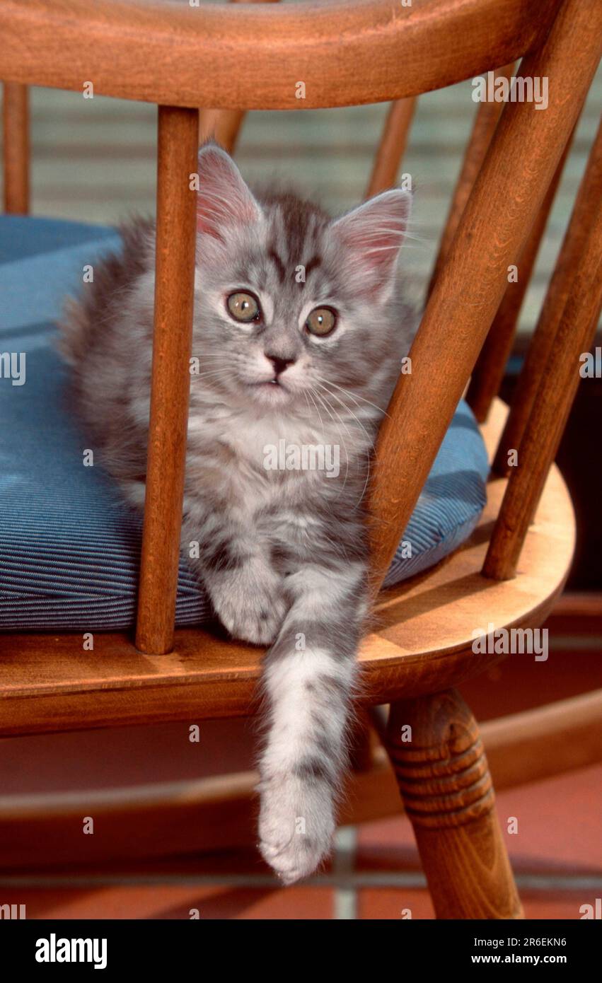 Maine Coon Cat, Kitten, Chair Stock Photo - Alamy
