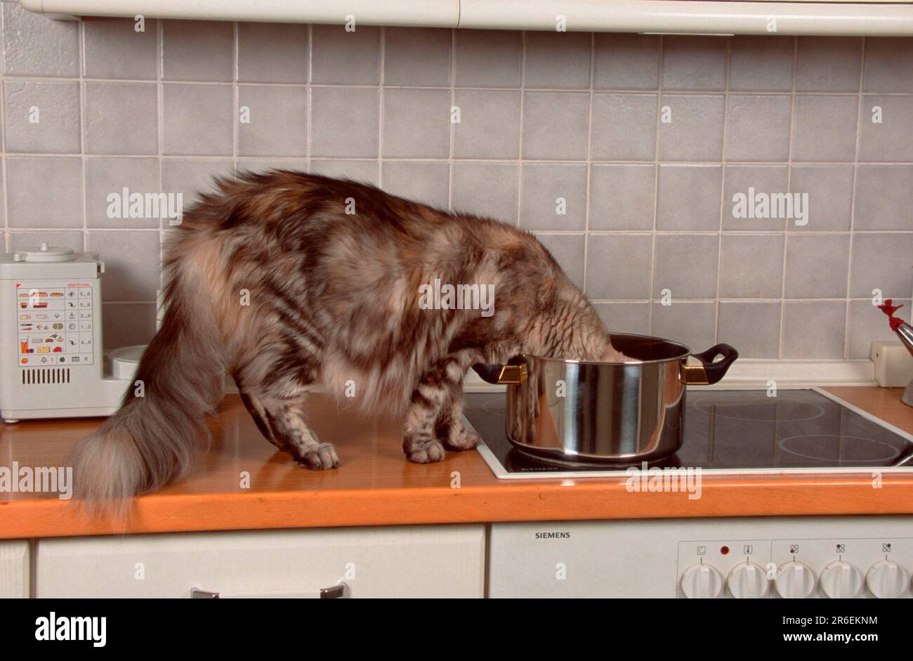 Maine Coon cat nibbles from pot, cooker Stock Photo - Alamy