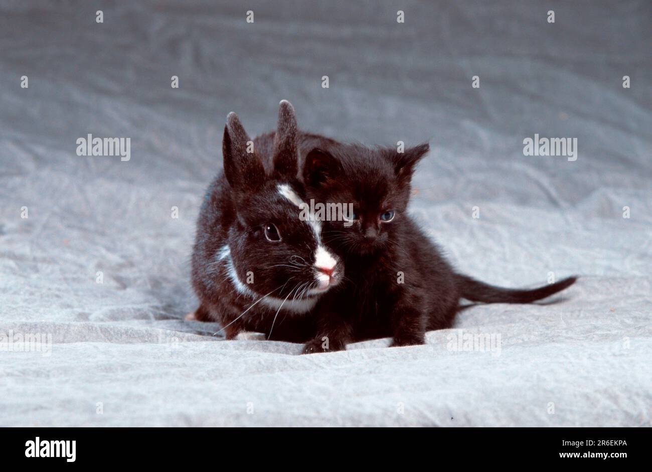 Kitten and rabbit together hi-res stock photography and images - Alamy