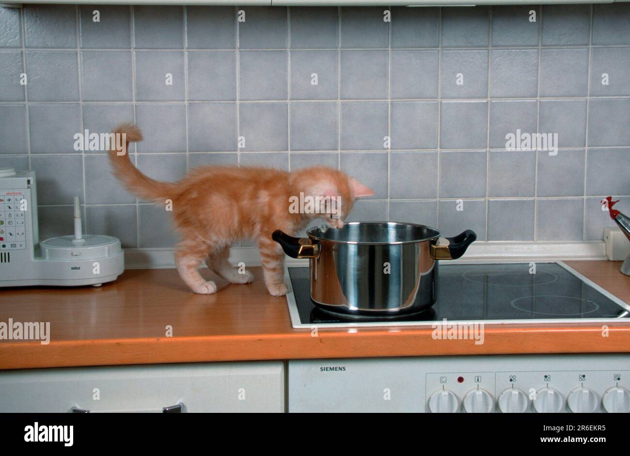 Maine Coon cat, kitten, looking into open pot, cooker, cooker Stock ...