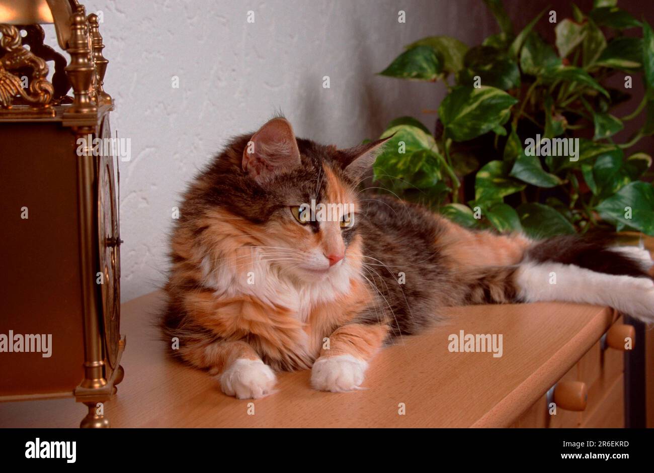 Norwegian Forest Cat, silver-tortie-white Stock Photo - Alamy