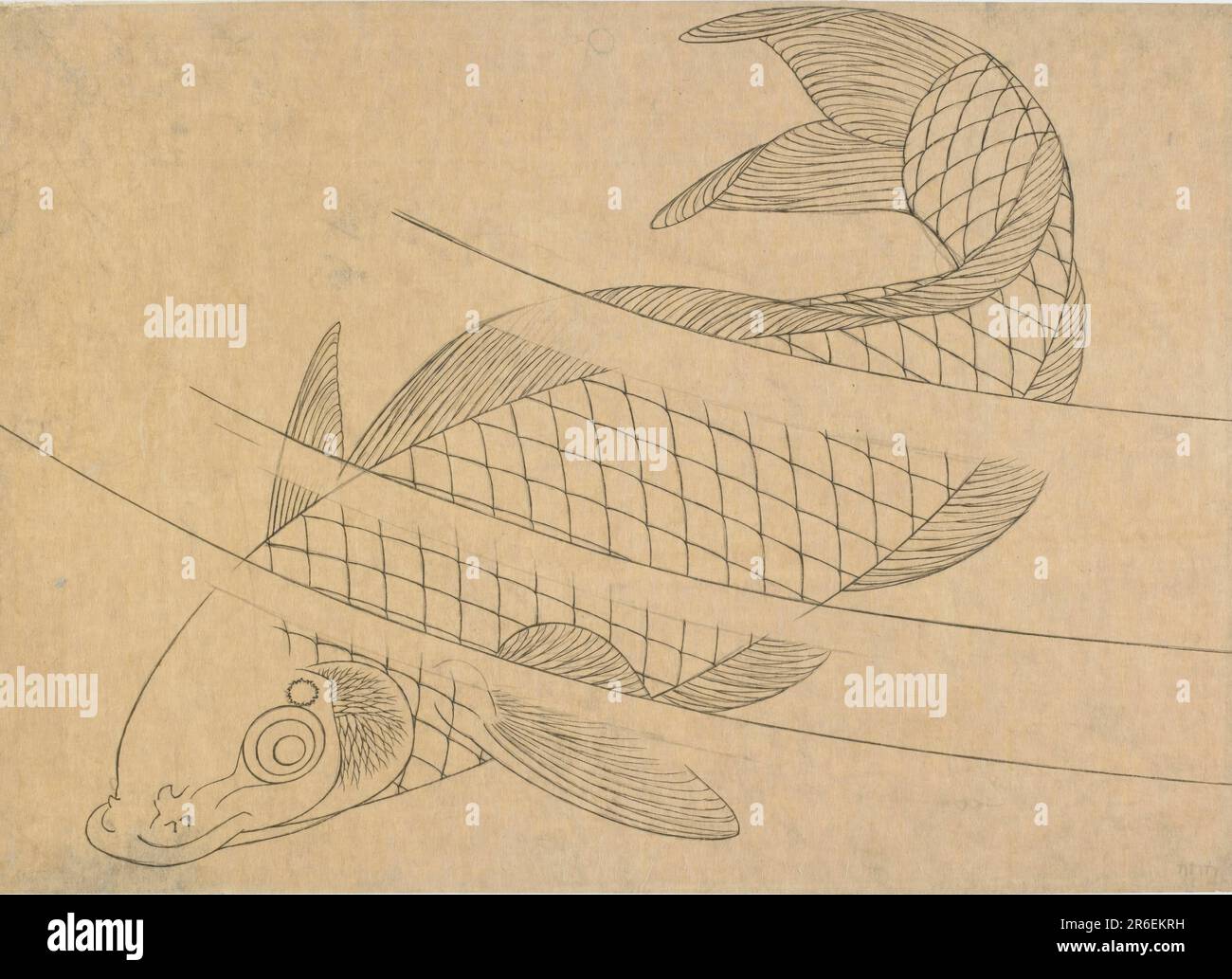 Swimming carp. ink on paper. Origin: Japan. Period: Edo period. Date ...
