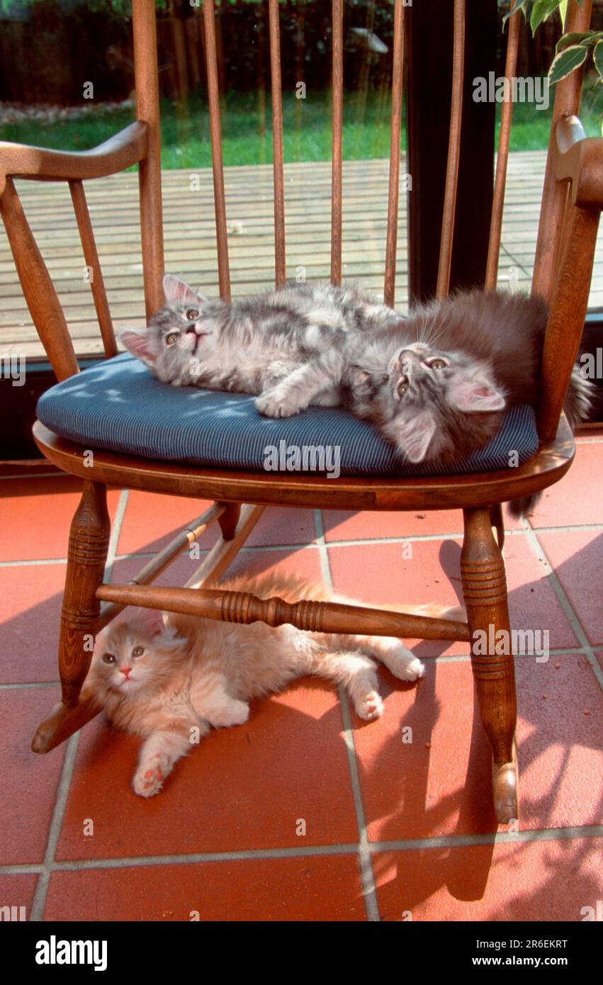 Maine Coon cats, kittens, resting on/under chair Stock Photo - Alamy