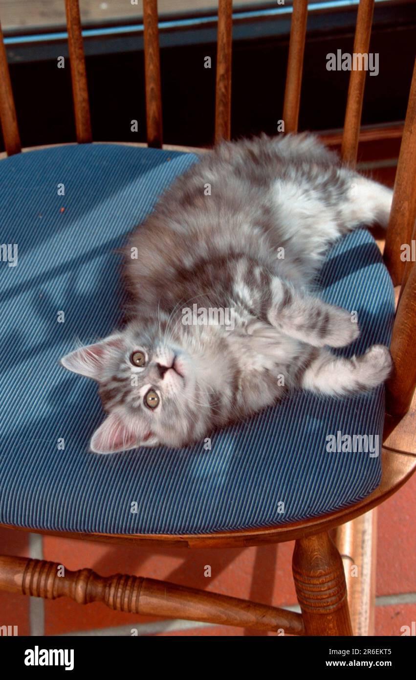 Maine Coon Cat, Kitten, Chair Stock Photo - Alamy
