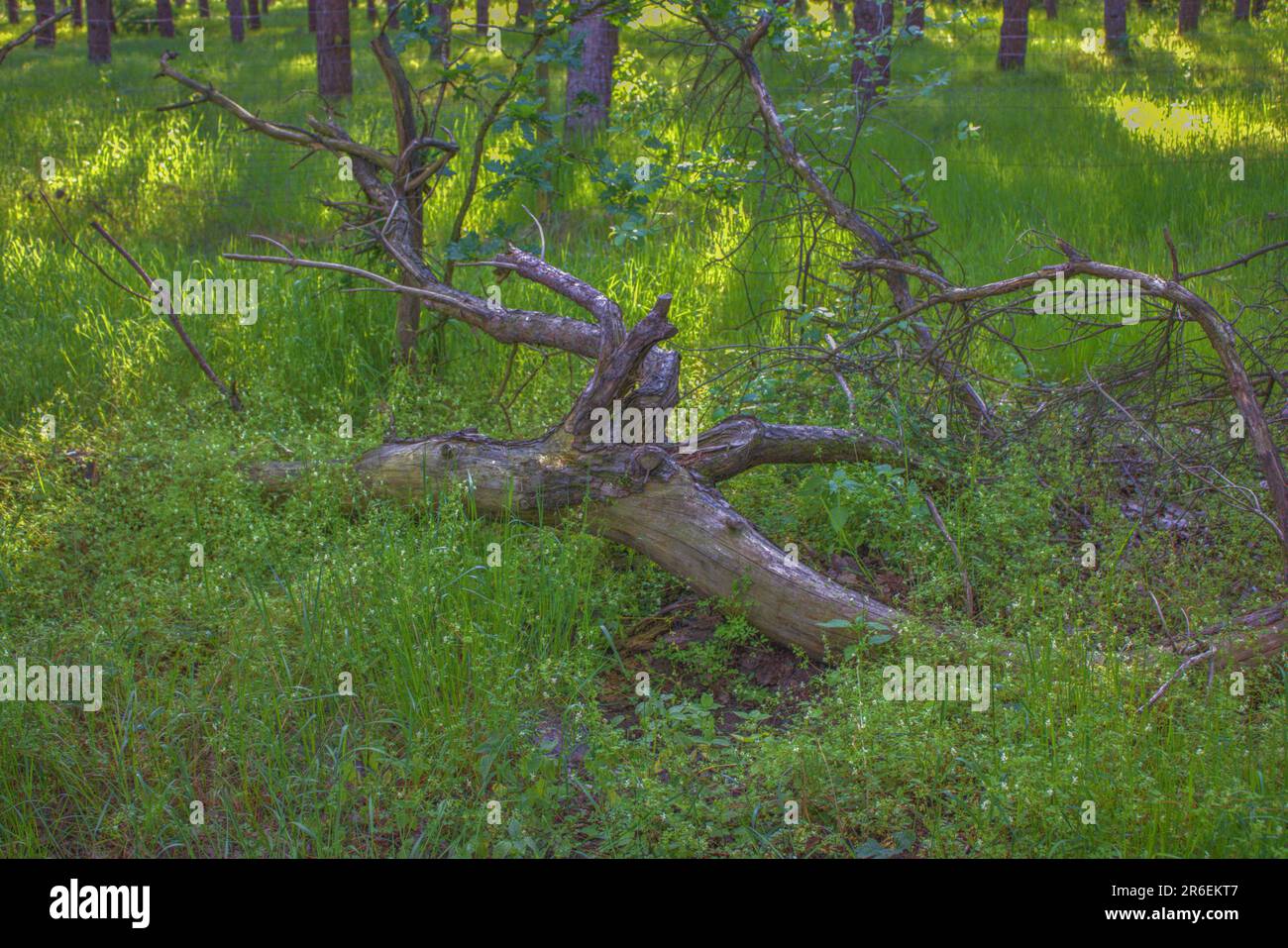 Freedom forest hi-res stock photography and images - Alamy