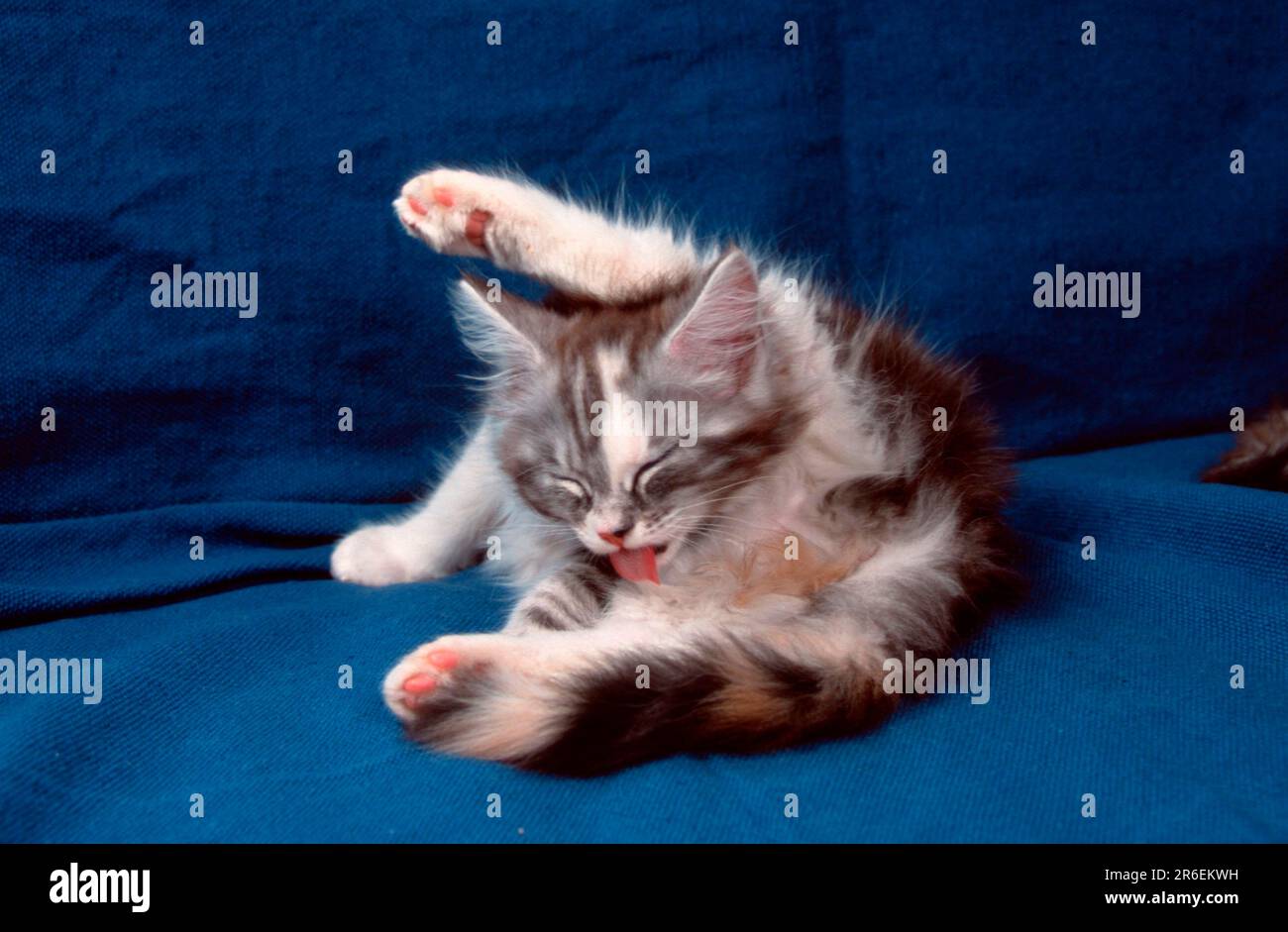 Maine Coon cat, kitten, preening herself Stock Photo - Alamy