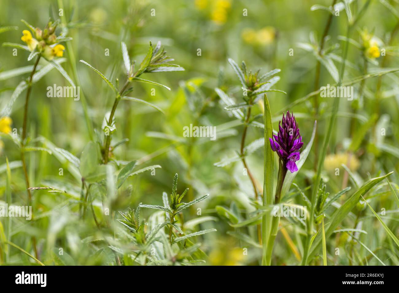 Wild orchid growing in a field Stock Photo - Alamy