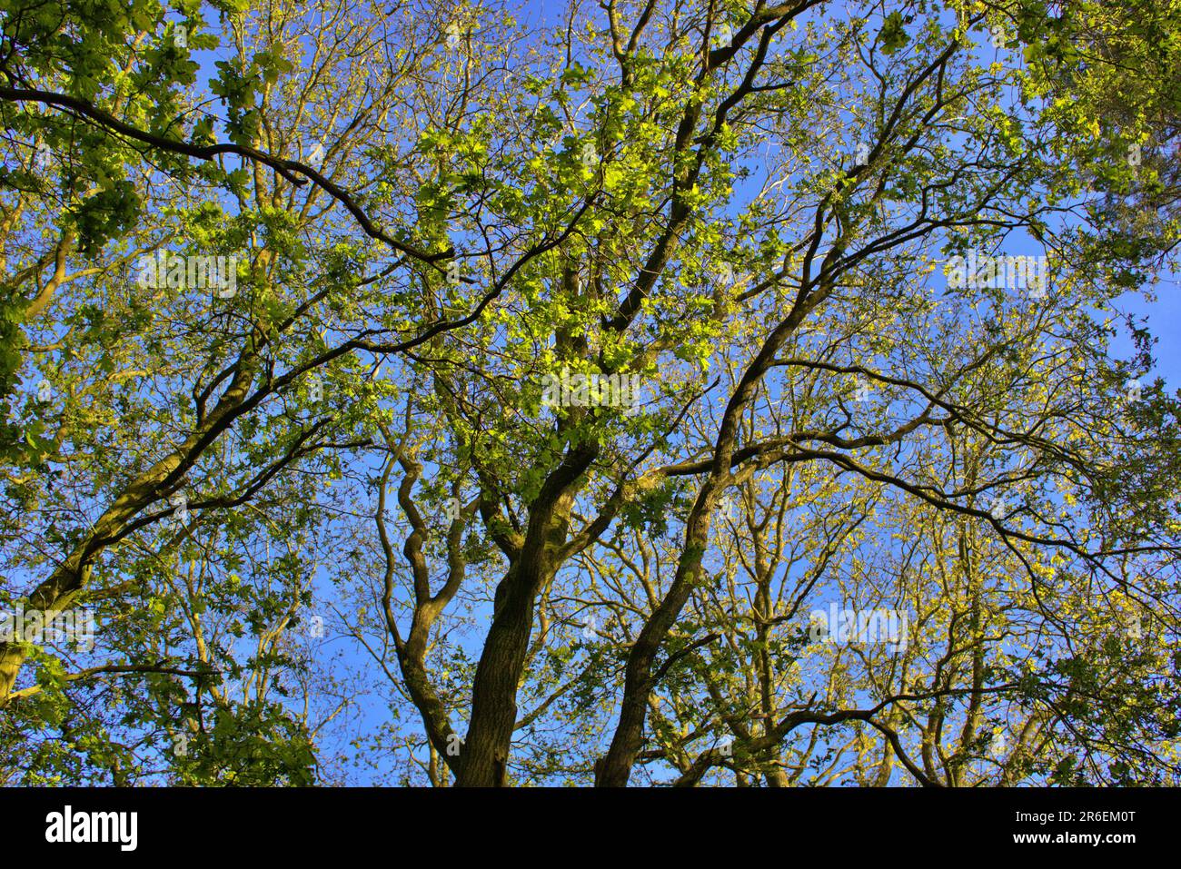 Timeless trees hi-res stock photography and images - Alamy