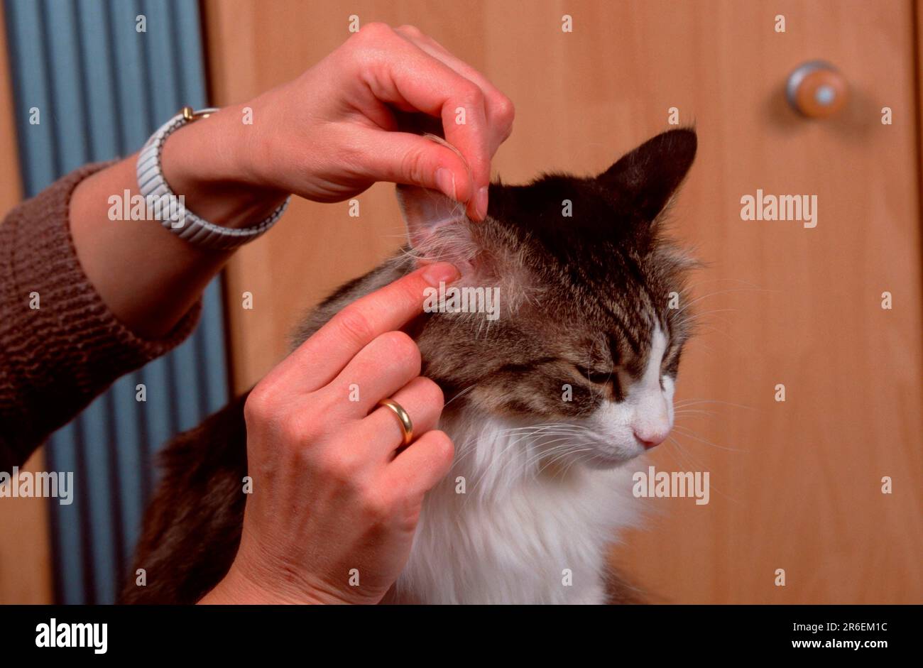 Norwegian Forest Cat, control of the ear Stock Photo - Alamy