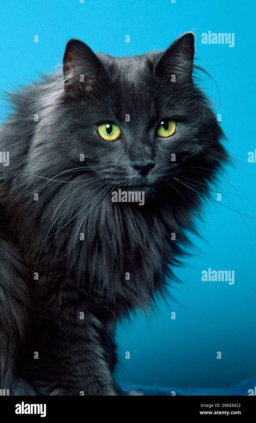 Norwegian Forest Cat, blue Stock Photo - Alamy