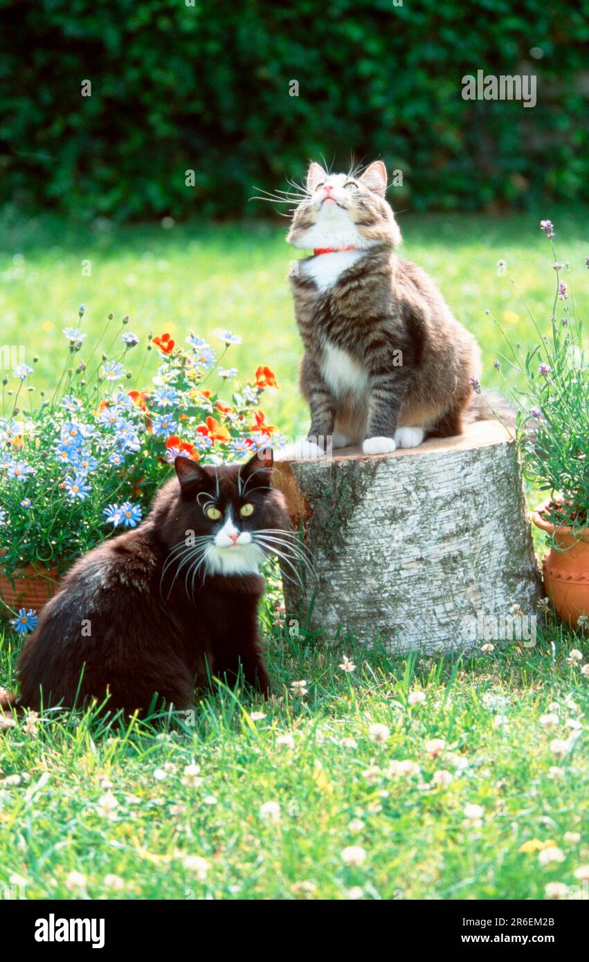 Norwegian Forest Cats Stock Photo - Alamy