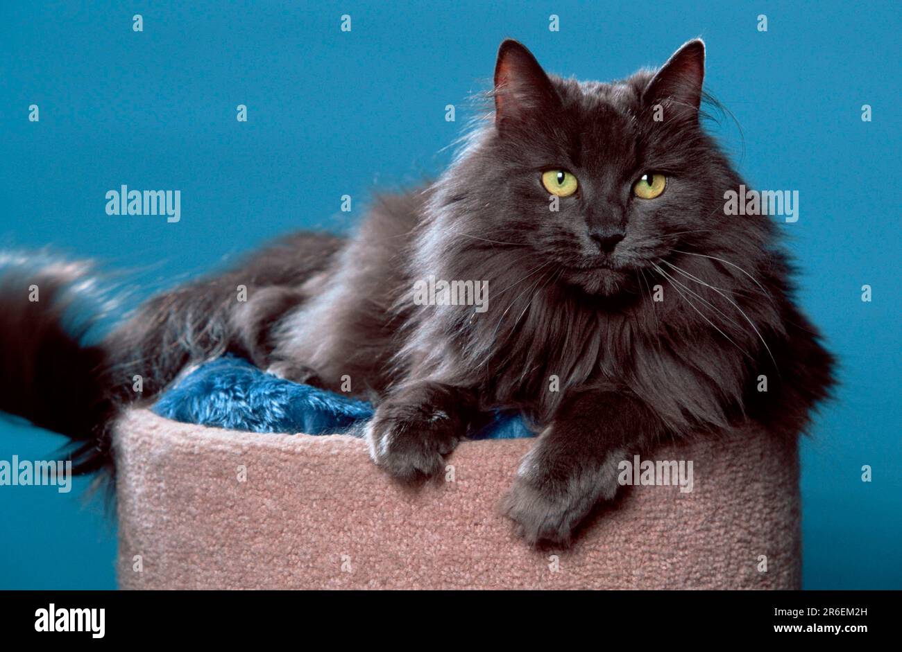 Norwegian Forest Cat, blue Stock Photo - Alamy