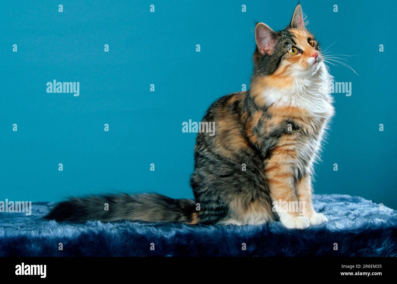 Norwegian Forest Cat, silver-tortie-white Stock Photo - Alamy