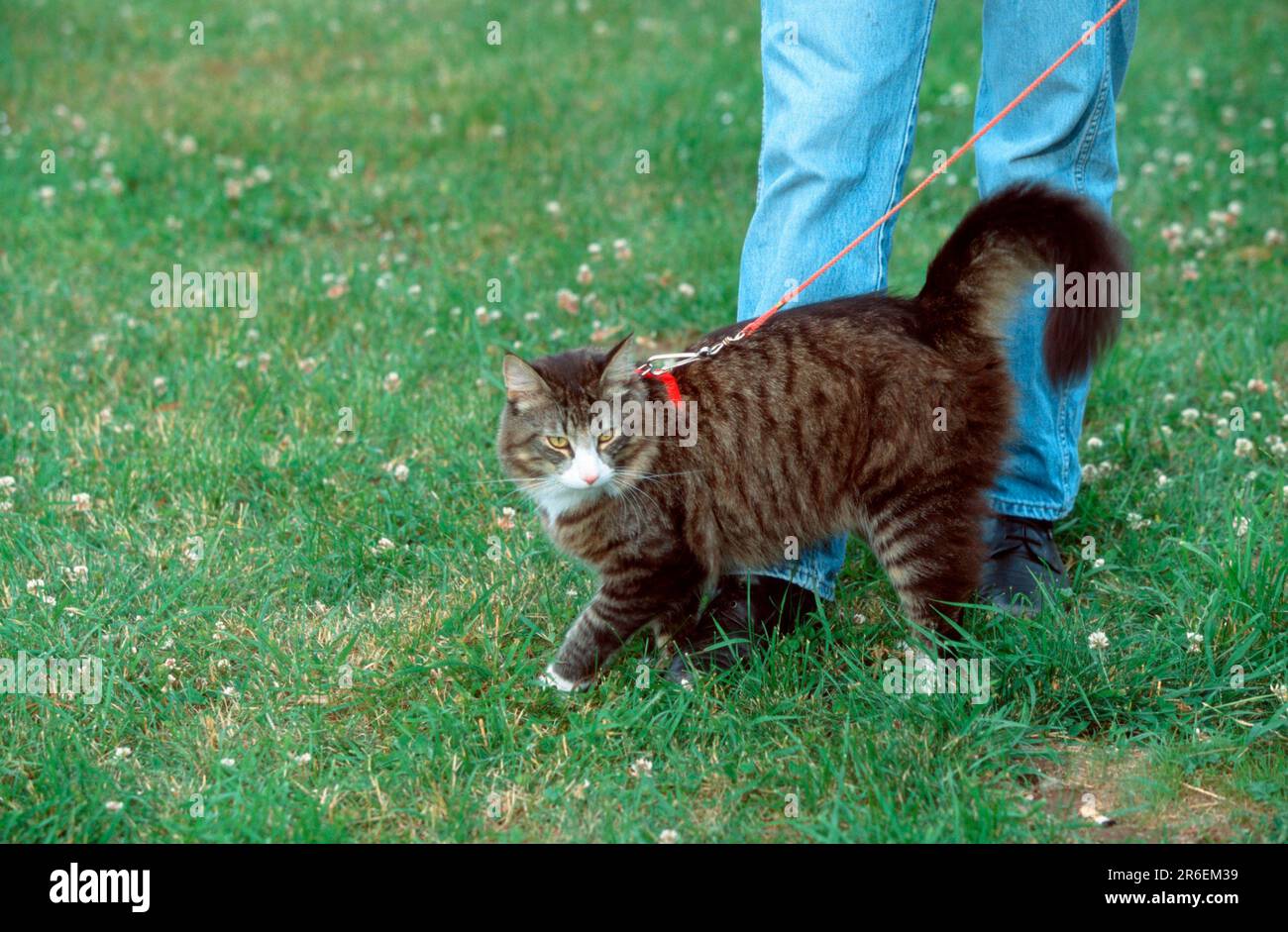 Leash cat hi-res stock photography and images - Alamy