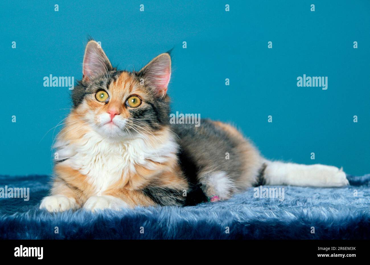 Norwegian Forest Cat, silver-tortie-white Stock Photo - Alamy