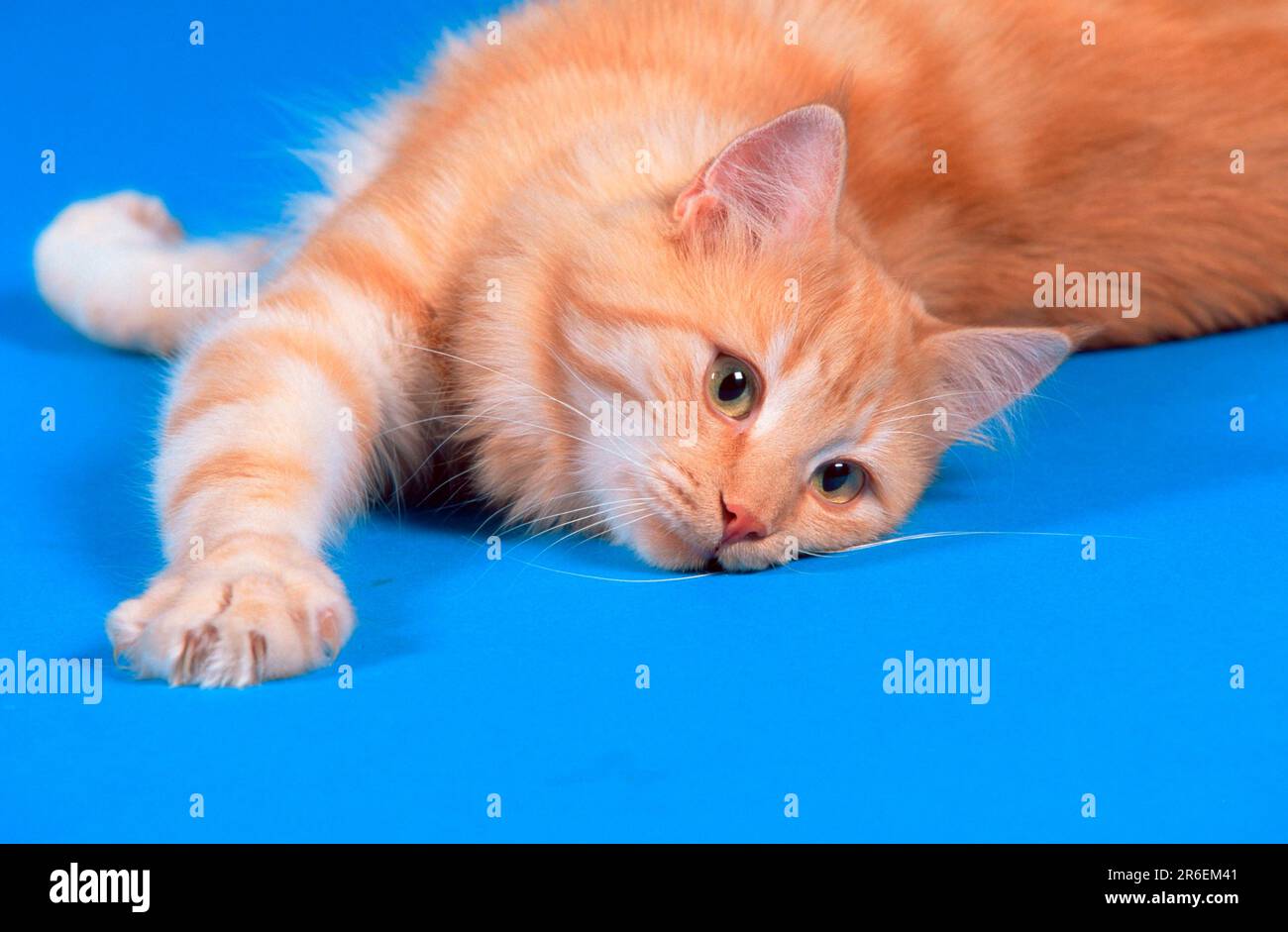 Norwegian forest cat paw hi-res stock photography and images - Alamy