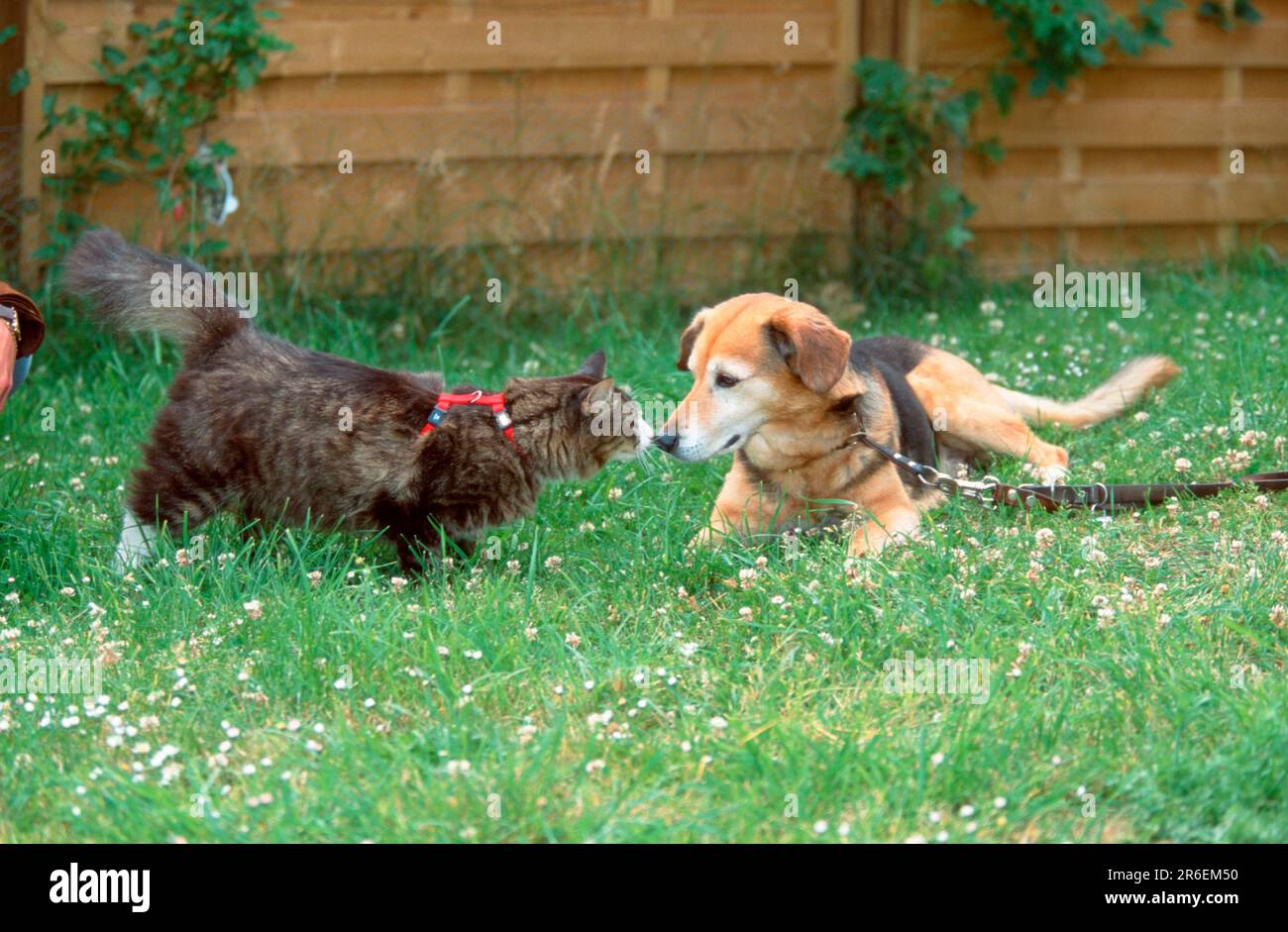 Animal friendship norwegian forest cat hi-res stock photography and ...