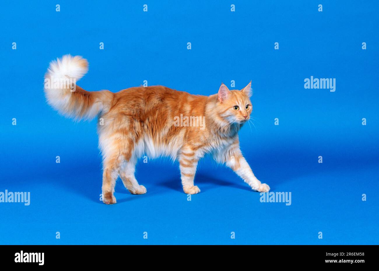 Norwegian Forest Cat, red-silver classic, sideways Stock Photo - Alamy