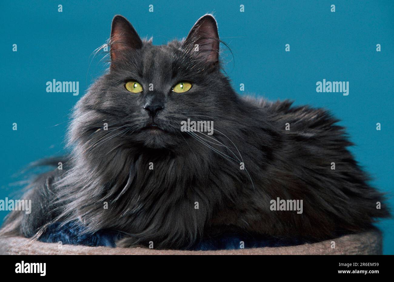 Norwegian Forest Cat, blue Stock Photo - Alamy